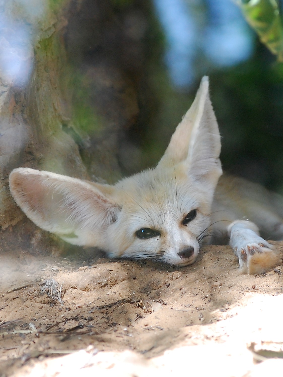 Fennec Fox – Keeping It Israel
